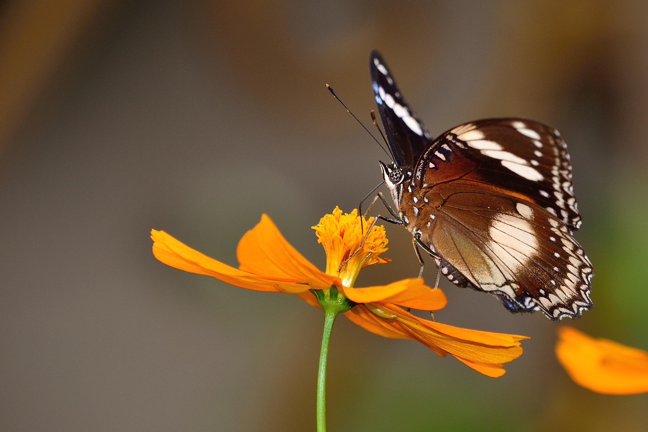 Butterfly Macro Photography - Free photo on Pixabay