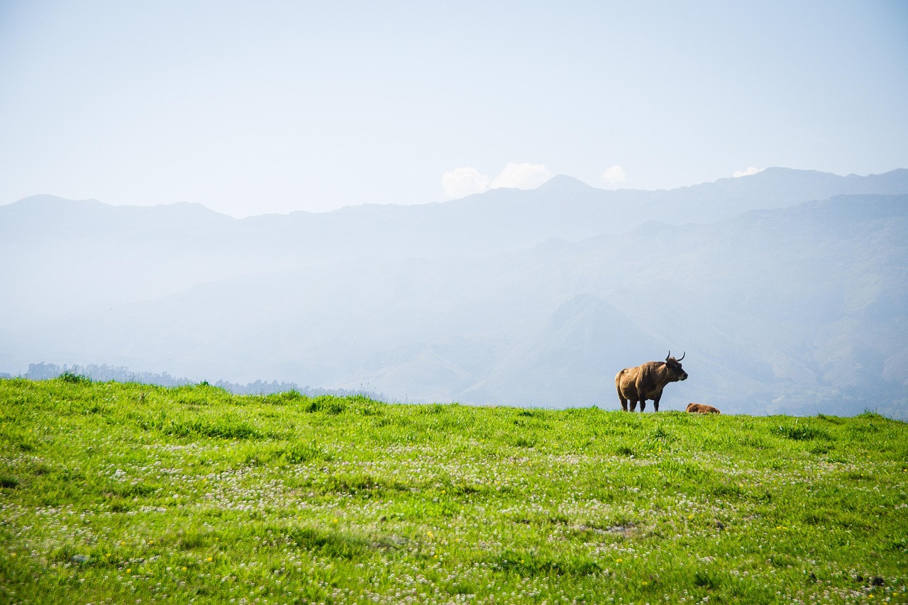 Spanish Cow Bull - Free photo on Pixabay - Pixabay