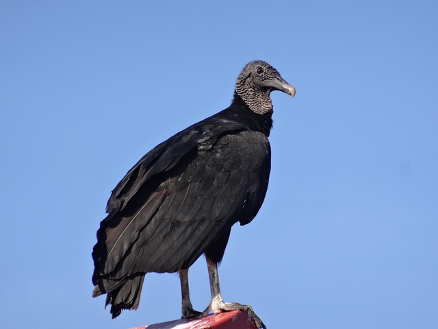 Pájaro Negro Fauna Silvestre - Foto gratis en Pixabay - Pixabay