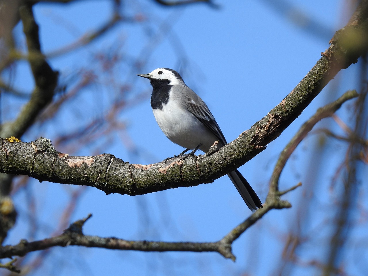 Pliszka Siwa Ptak Gałąź - Darmowe zdjęcie na Pixabay - Pixabay