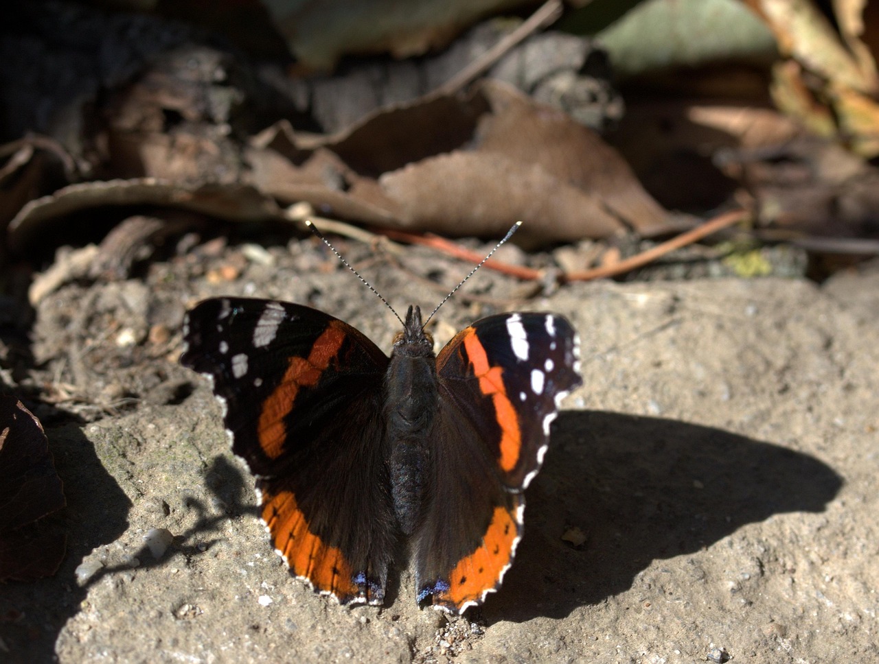 Mariposa Negro Rojo De - Foto gratis en Pixabay - Pixabay