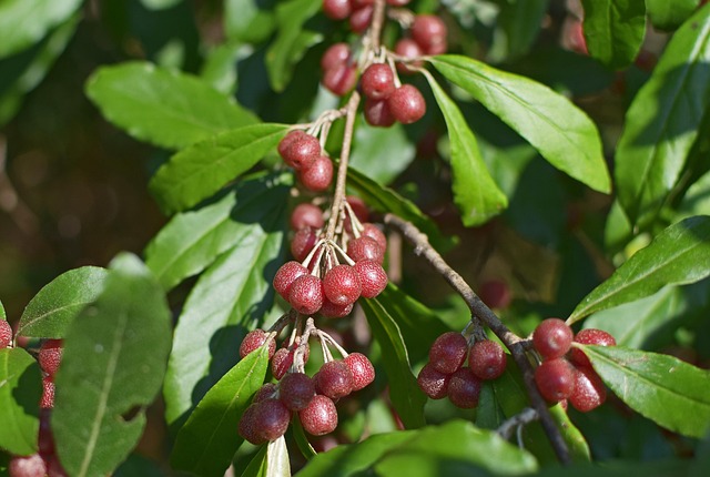Ripe Autumn Olive Berries Shrub - Free photo on Pixabay - Pixabay