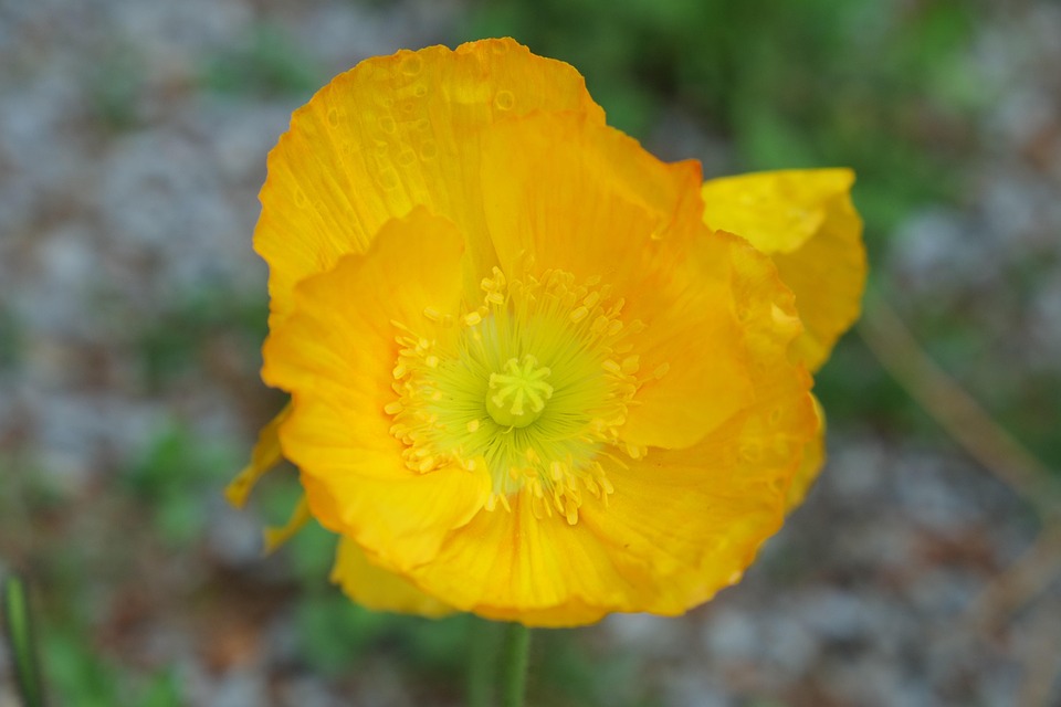 Yellow Poppy Island Plant Blossom - Free photo on Pixabay - Pixabay