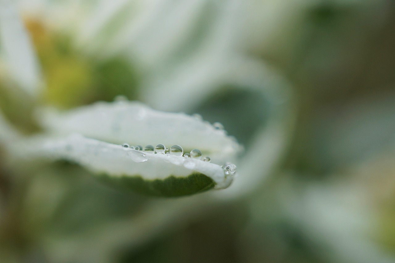 L'Eau Gouttes Macro - Photo gratuite sur Pixabay - Pixabay