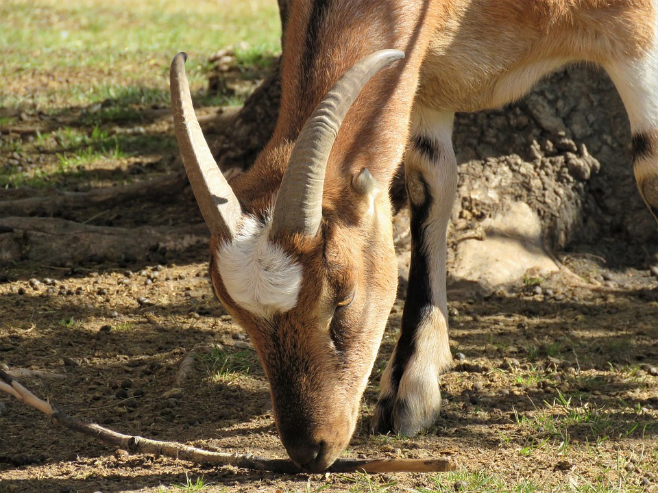 Cabra Granja Animal De - Foto gratis en Pixabay - Pixabay