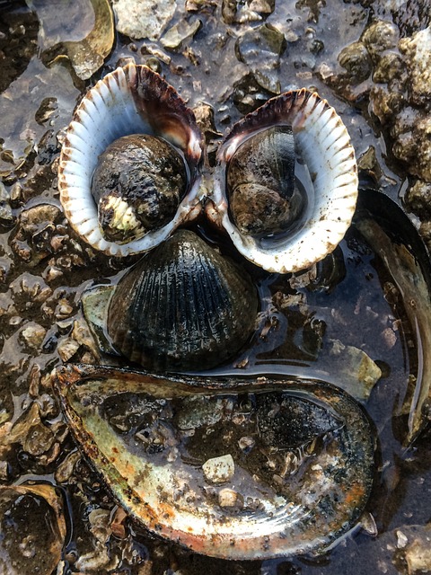 Angry Shell Beach - Free photo on Pixabay - Pixabay