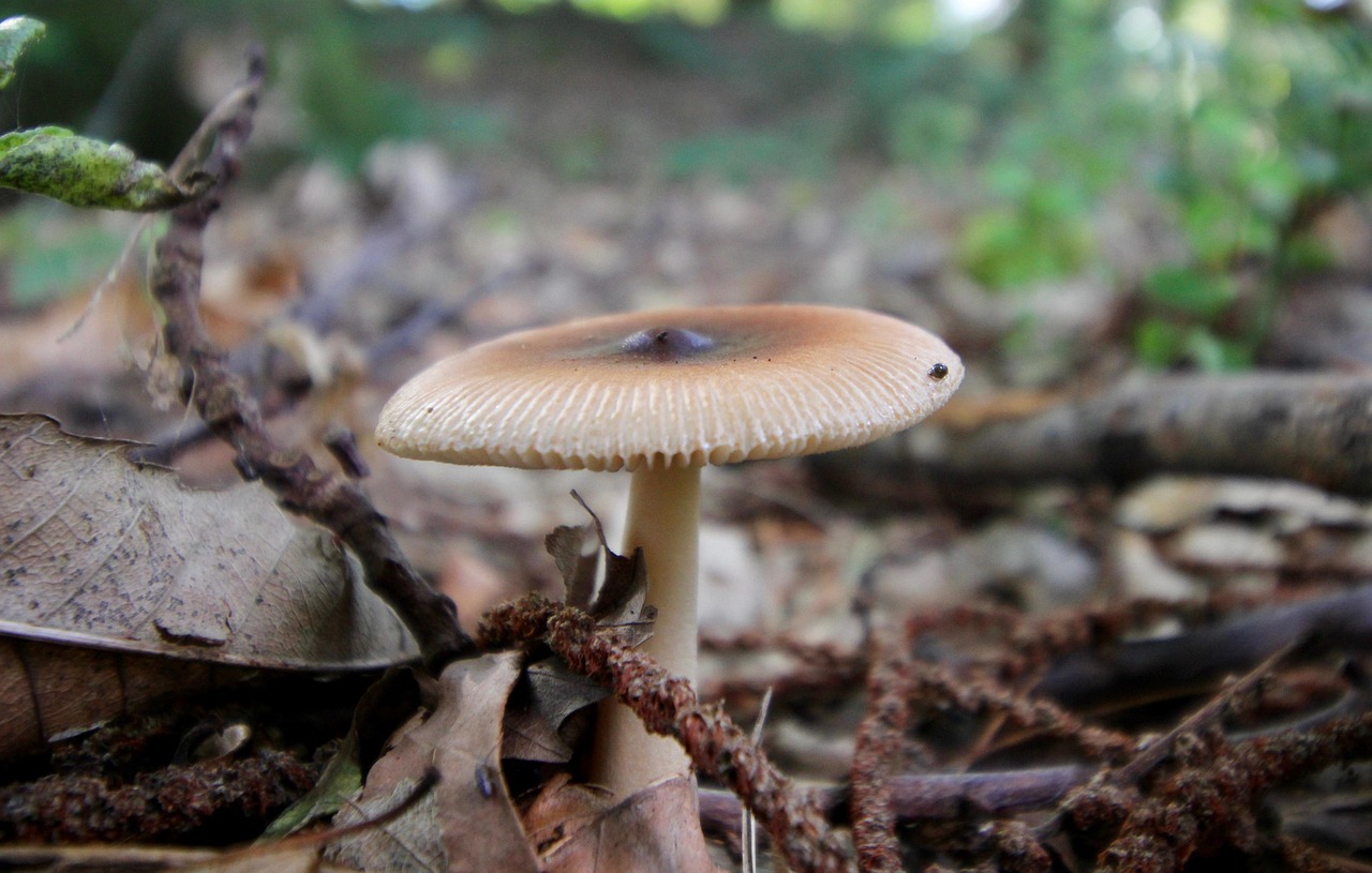 Champignon Forêt Automne - Photo gratuite sur Pixabay - Pixabay