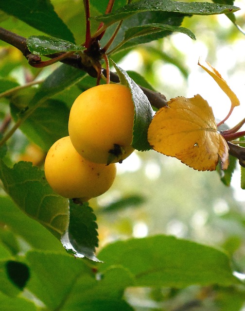 Mirabelka Outono Frutas - Foto gratuita no Pixabay - Pixabay