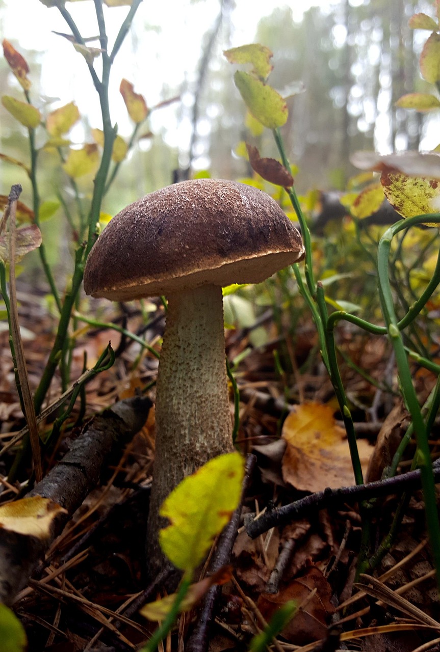 Mushroom Fall Forest - Free photo on Pixabay