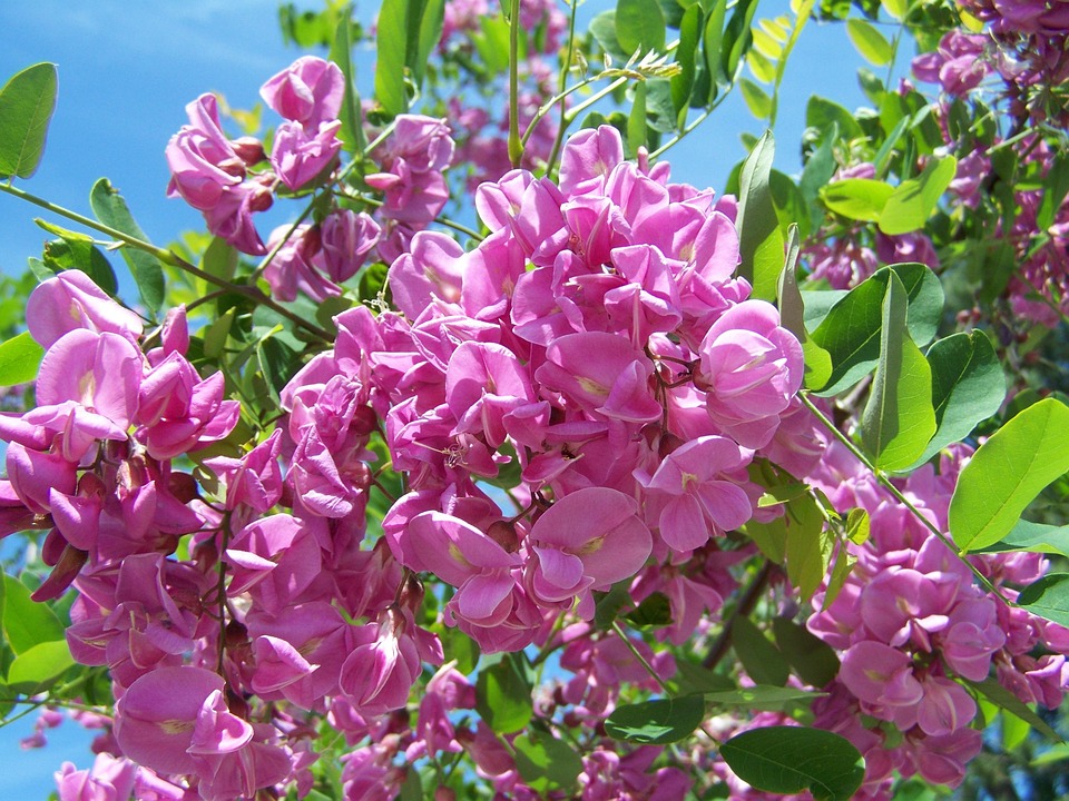 Acacia Purple-Pink Spring - Free photo on Pixabay - Pixabay