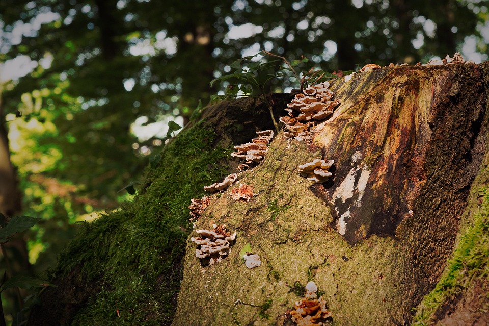 Mushrooms Fall Tree Stump - Free photo on Pixabay - Pixabay