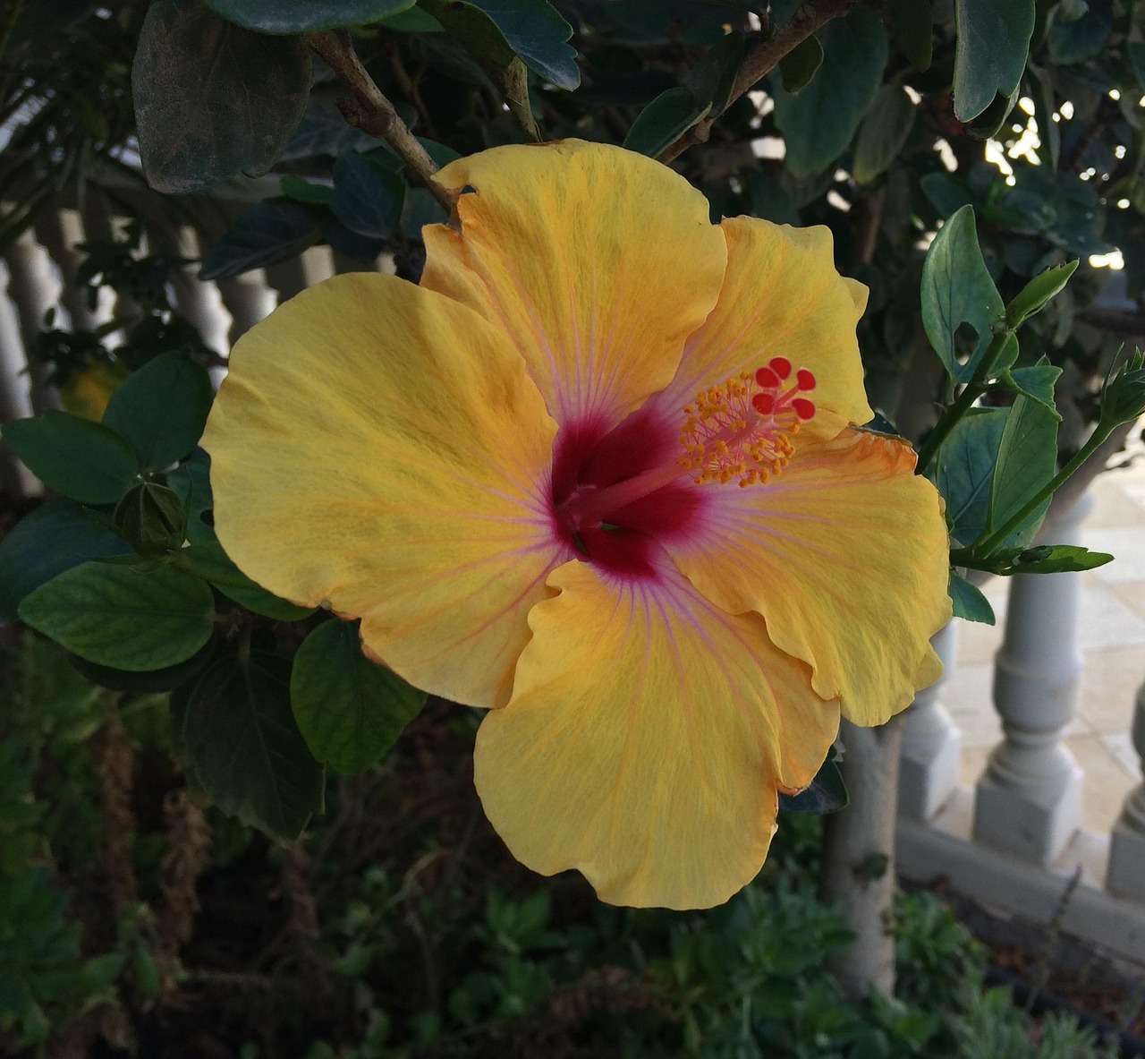 Flower Yellow Petals - Free photo on Pixabay