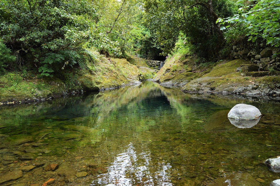 Nature Floresta Natureza - Foto gratuita no Pixabay - Pixabay