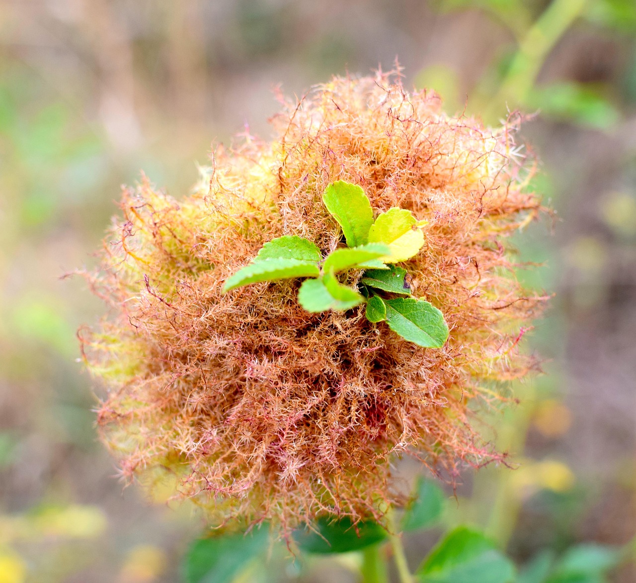 Planta Salvaje Semillas Naturaleza Foto Gratis En Pixabay