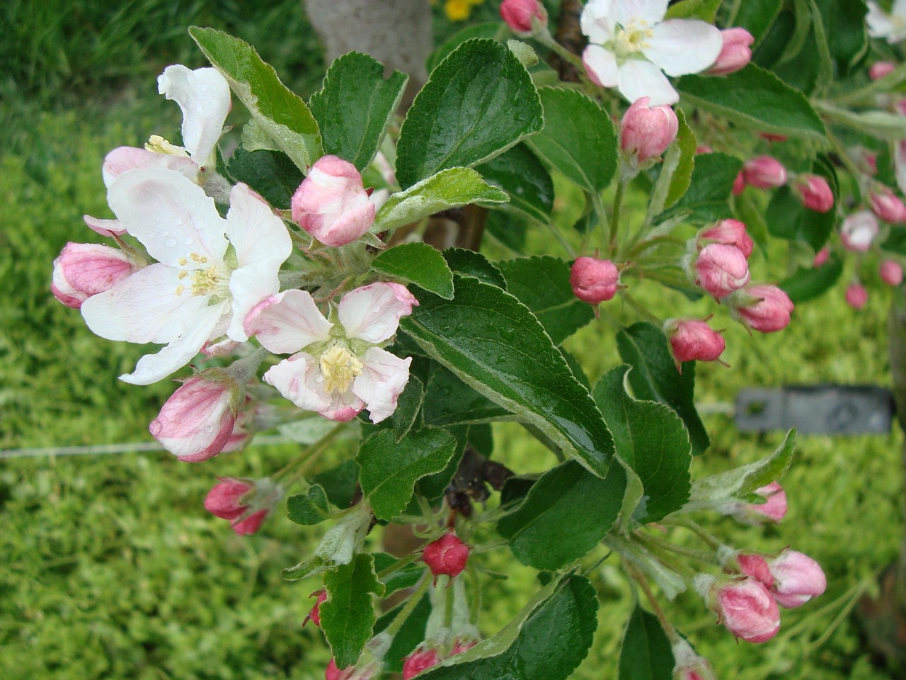 Blossom Bloom Pear - Free photo on Pixabay - Pixabay