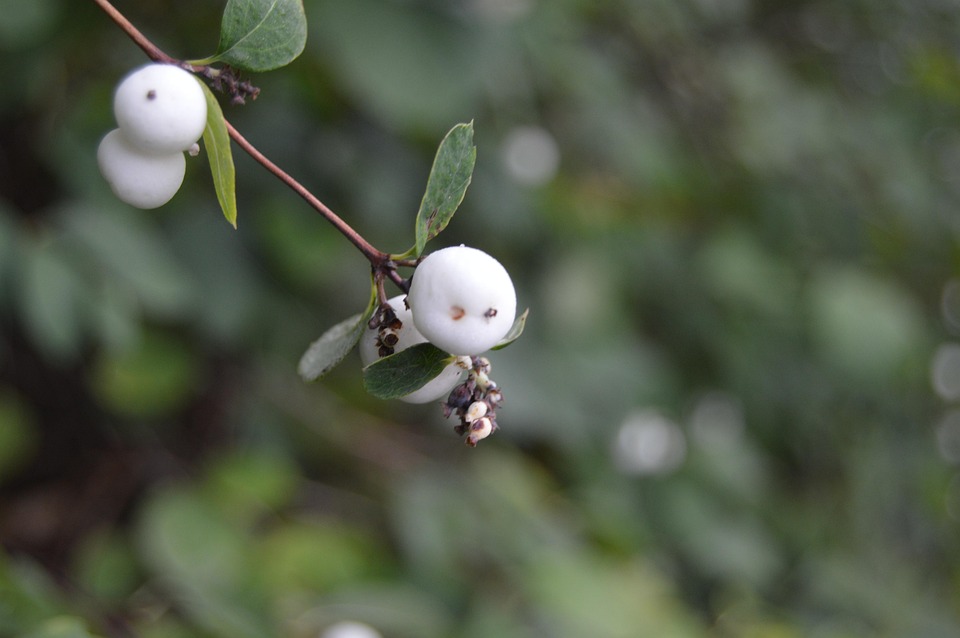 White Fruit - Free photo on Pixabay