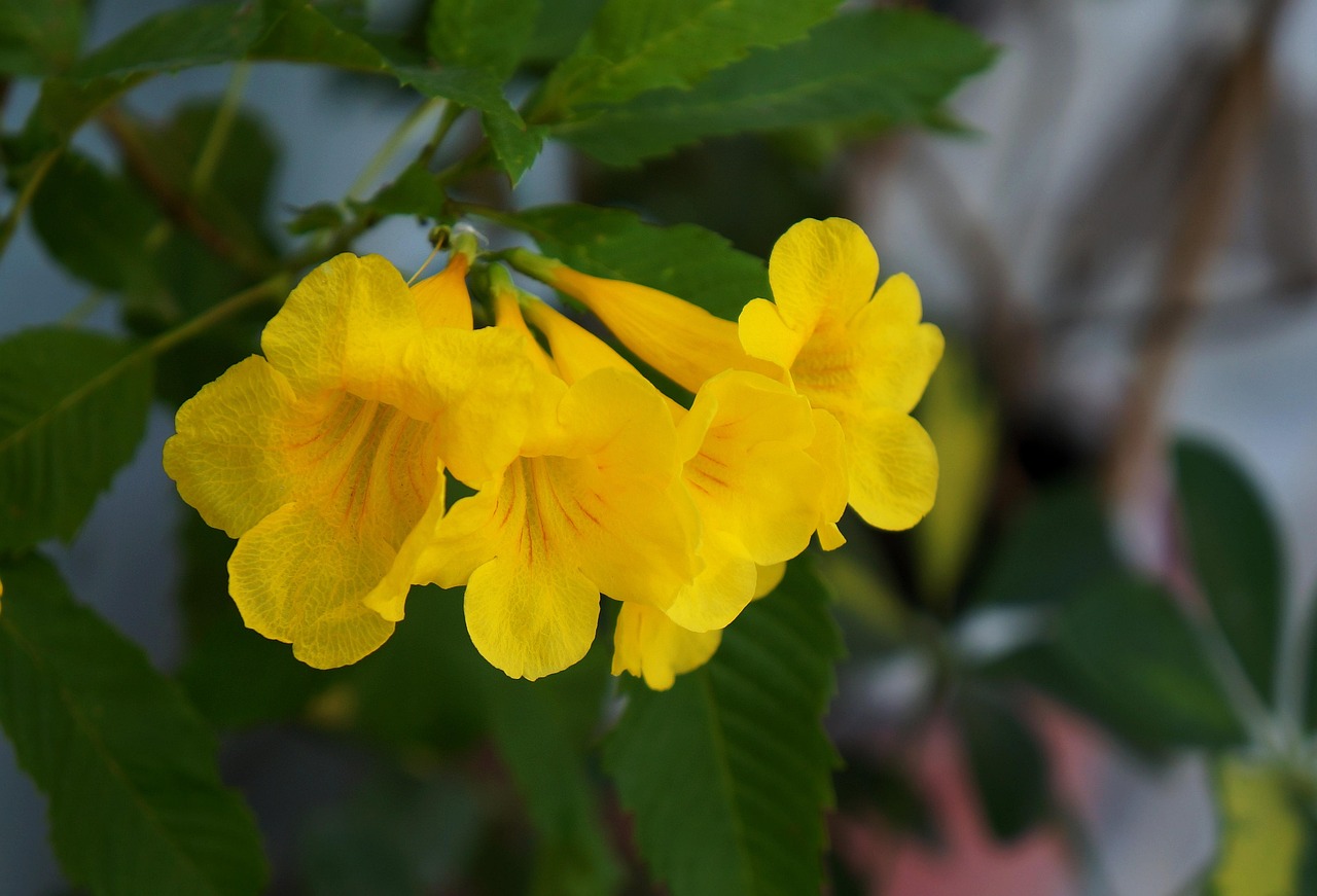 Flor Tom Ouro Flores Amarelas - Foto gratuita no Pixabay - Pixabay