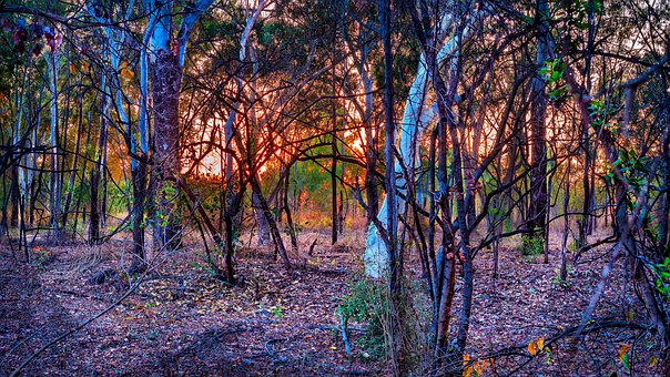 40+ Free Australian Bush & Bush Images - Pixabay