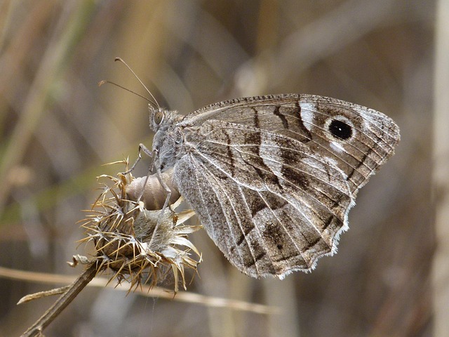 Papillon Gris Fleur - Photo gratuite sur Pixabay - Pixabay