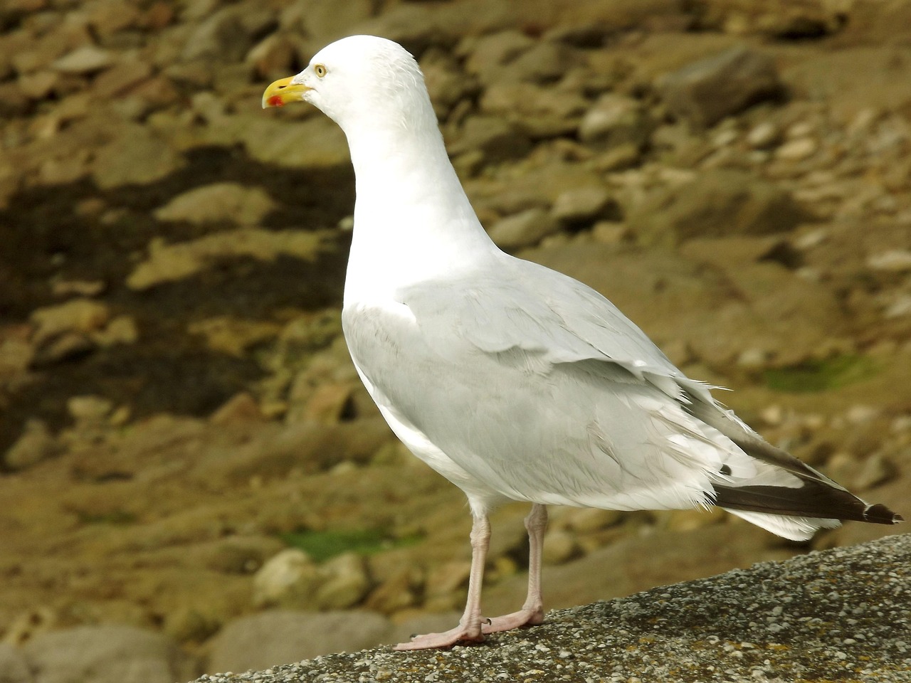 Gaviota Arena Pájaro - Foto gratis en Pixabay - Pixabay