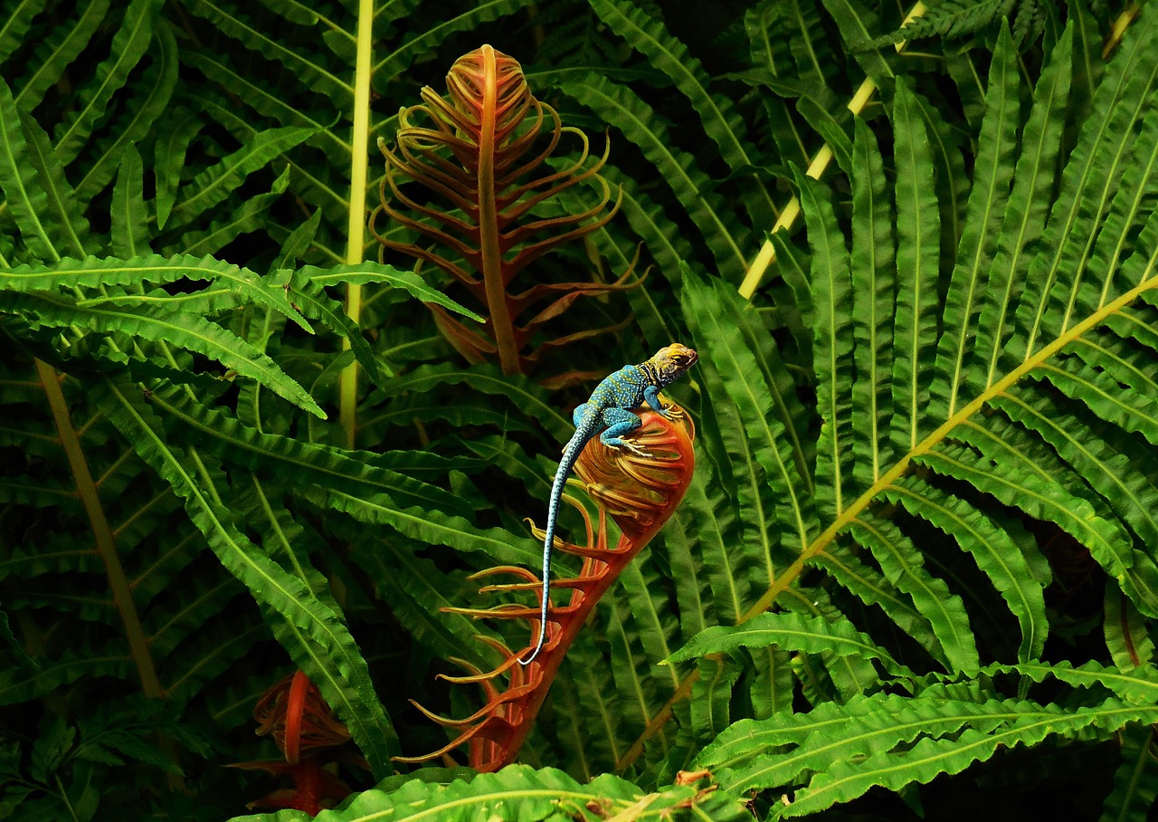 Fern Green Lizard - Free photo on Pixabay