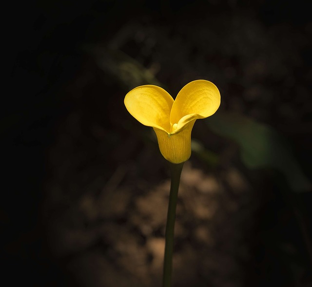 Lily Yellow Flora Free Photo On Pixabay Pixabay 5822