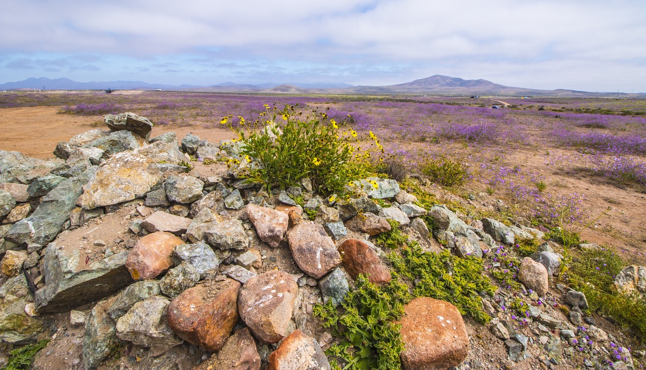 Désert Fleuri Rochers - Photo gratuite sur Pixabay - Pixabay