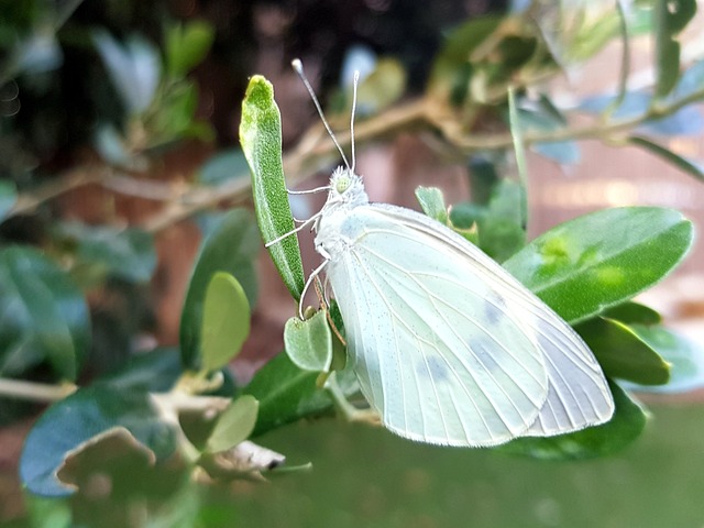 Mariposa Blanco Brillante - Foto gratis en Pixabay - Pixabay