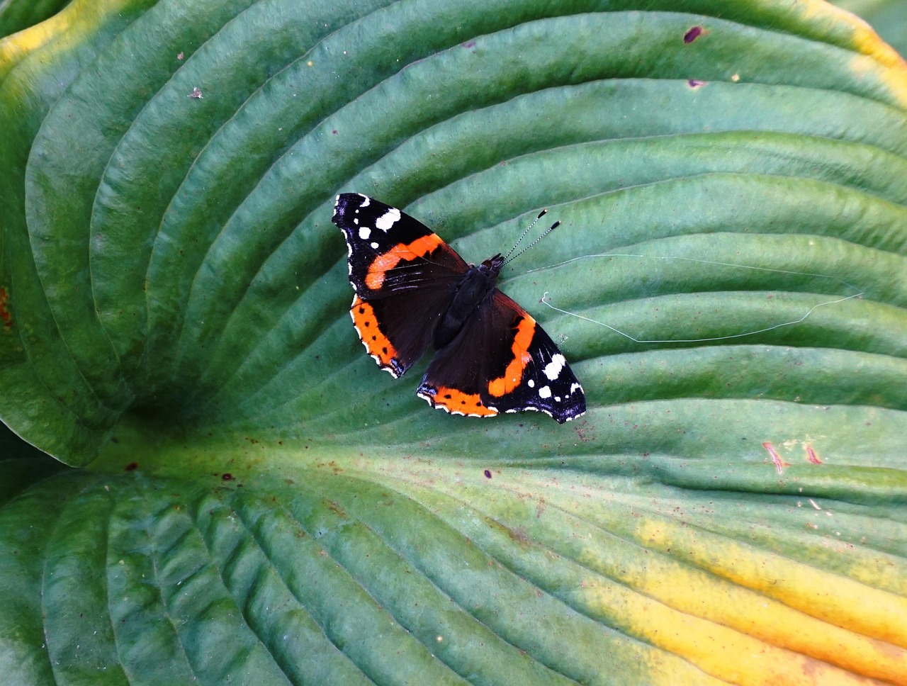 Insecte Papillon - Photo gratuite sur Pixabay - Pixabay