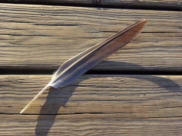 Pluma Madeira - Foto gratuita no Pixabay - Pixabay
