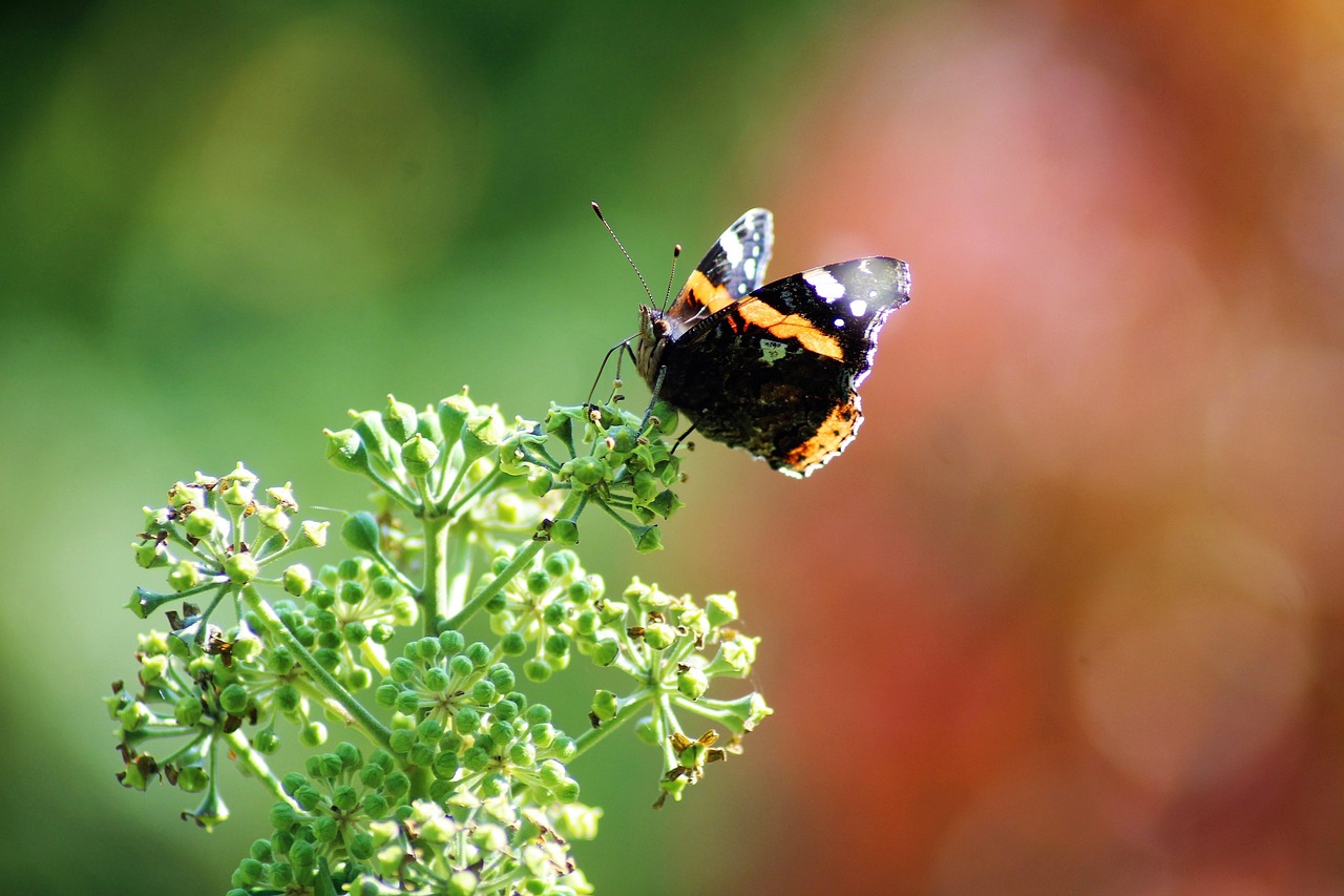 Butterfly Shine Wing - Free photo on Pixabay - Pixabay