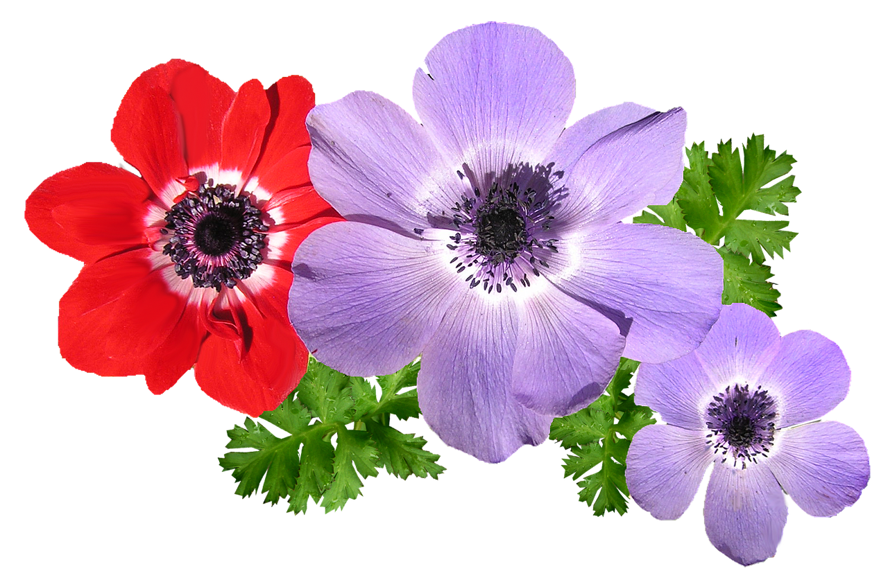 Anémona Mezclado Flores - Foto gratis en Pixabay - Pixabay