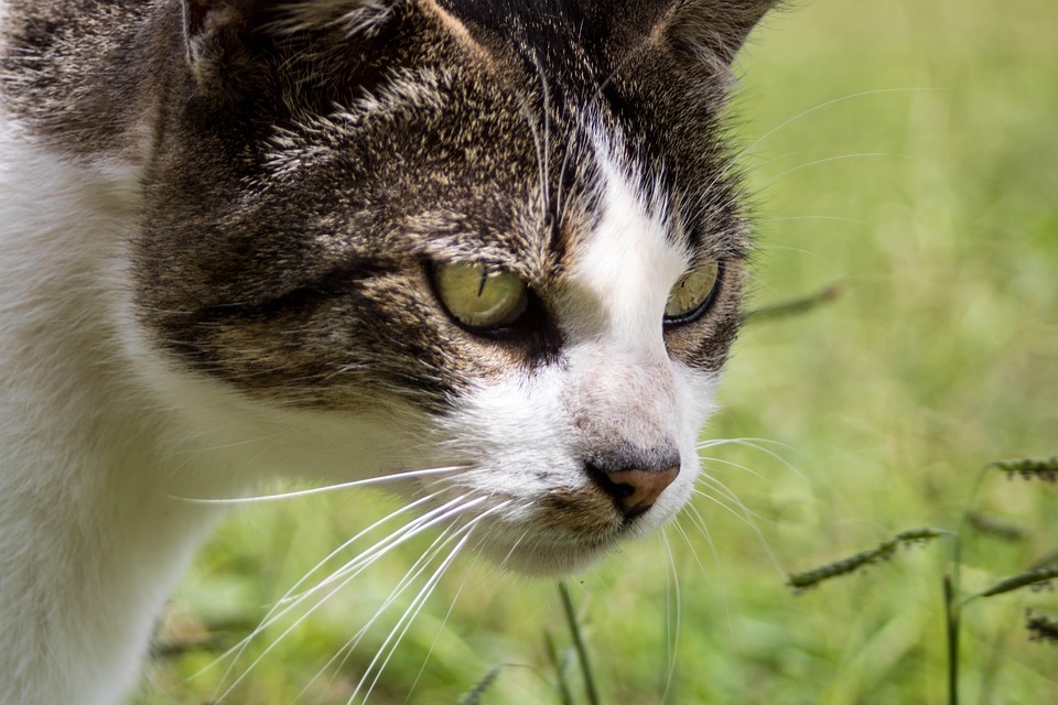 Comanche Gato Felino Animal - Foto gratis en Pixabay - Pixabay