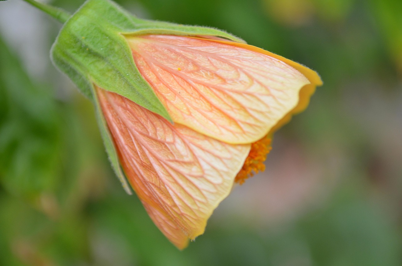Fleur Bell - Photo gratuite sur Pixabay - Pixabay