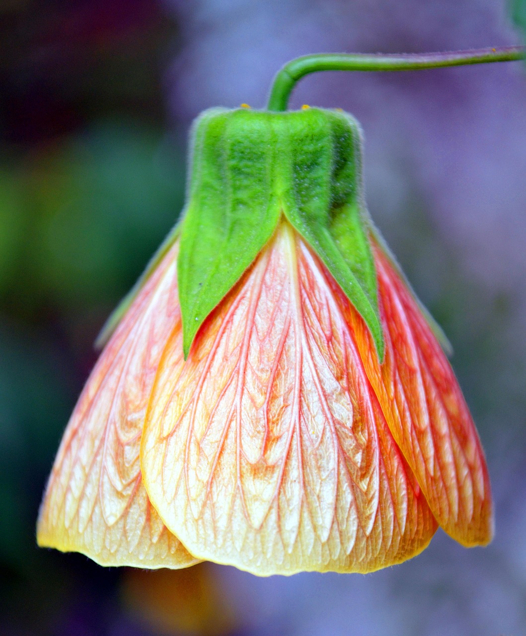 Fleur Bell - Photo gratuite sur Pixabay - Pixabay