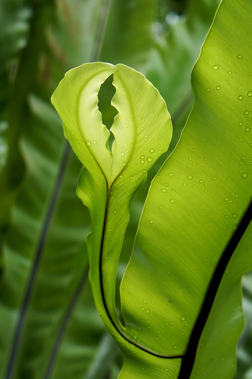 Green Leaf Fern - Free photo on Pixabay - Pixabay