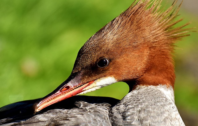 Merganser Mergus Duck - Free photo on Pixabay - Pixabay