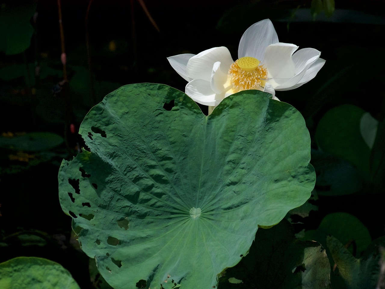 Lotus Bua Khao - Free photo on Pixabay - Pixabay