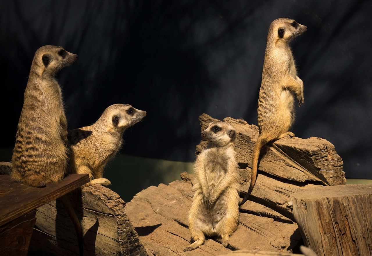 1,000+ Free Meerkat & Mongoose Images - Pixabay