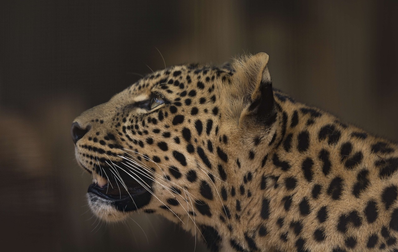 Leopard Cub Rosettes - Free photo on Pixabay - Pixabay