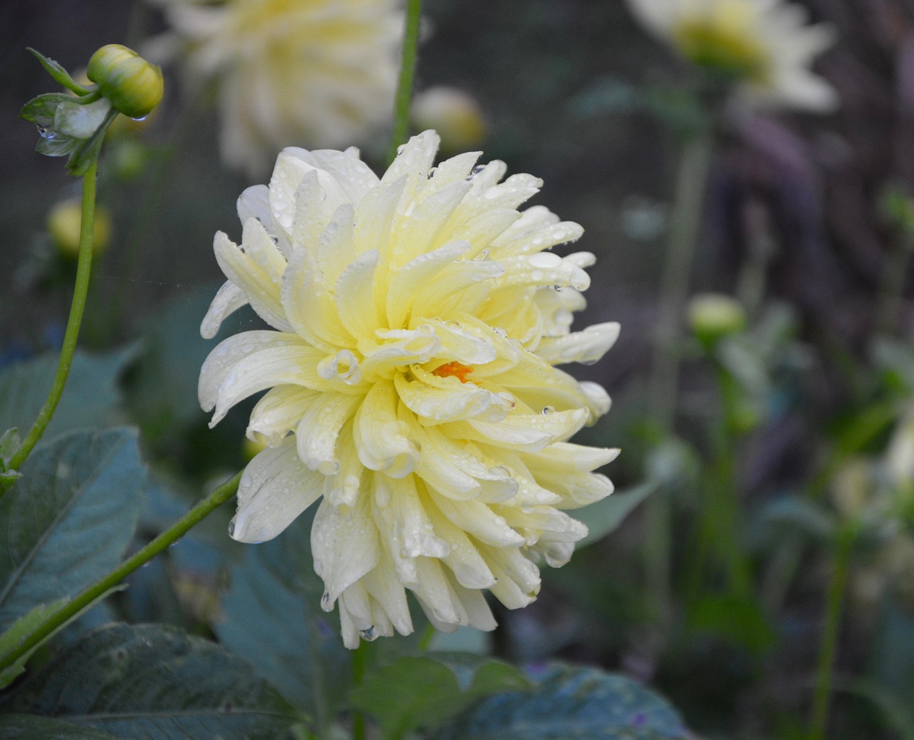 Gele Bloemen Wit Profiel Bloem - Gratis foto op Pixabay - Pixabay