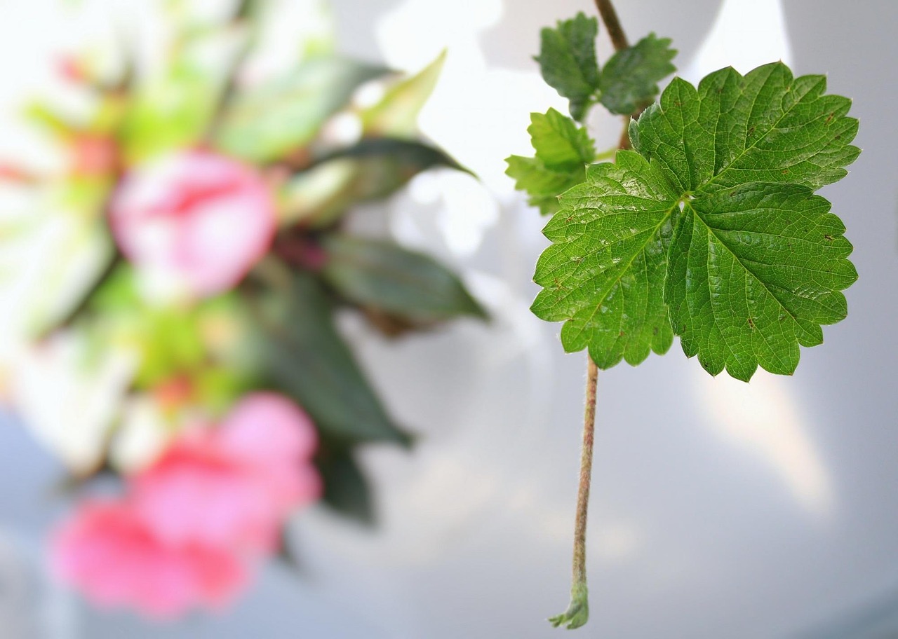 Daun Bunga Segar - Foto gratis di Pixabay - Pixabay
