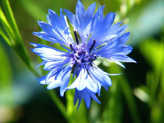 Fleur Bleu Bleue - Photo gratuite sur Pixabay - Pixabay