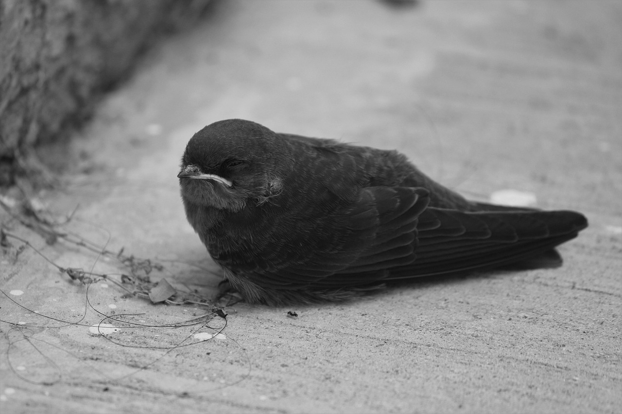 Bird Aves Ornithology - Free photo on Pixabay