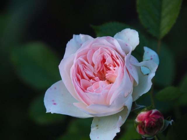 Rose Blossom Bloom - Free photo on Pixabay