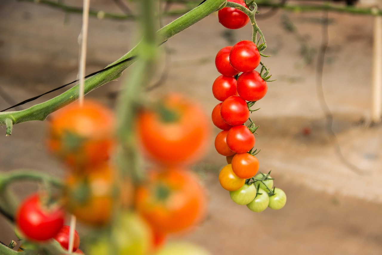 Tomate Legumes Tomato - Foto gratuita no Pixabay - Pixabay