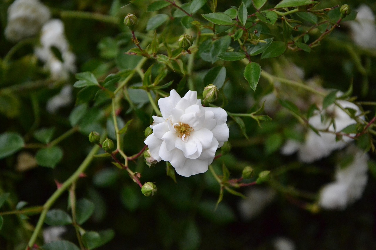 Flor Branco Verde - Foto gratuita no Pixabay - Pixabay