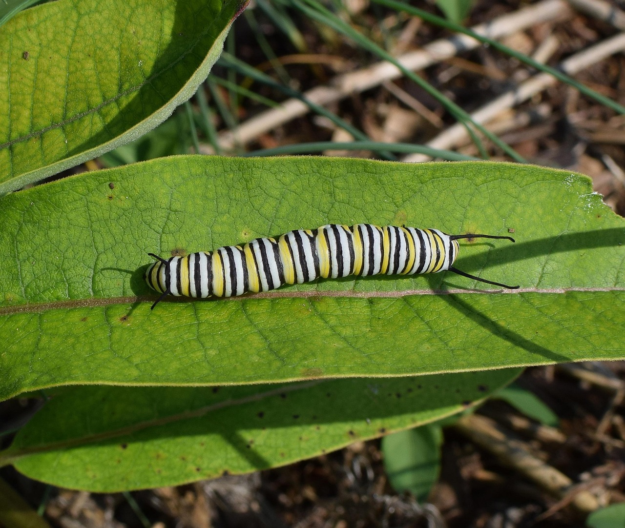 3,000+ Free Monarch Caterpillars & Caterpillar Images - Pixabay