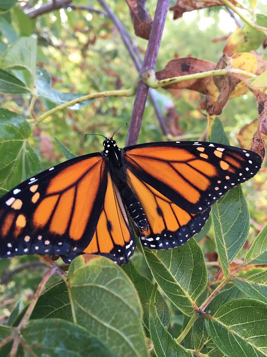 Monarch Butterfly Wings - Free photo on Pixabay - Pixabay