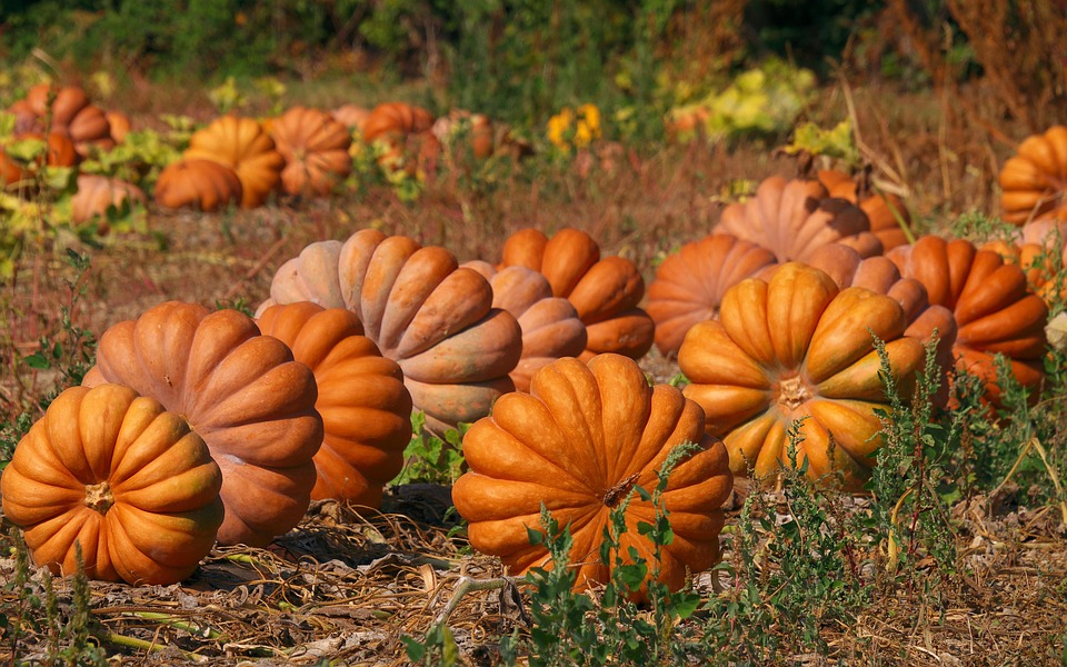Nature Pumpkins Color - Free photo on Pixabay - Pixabay